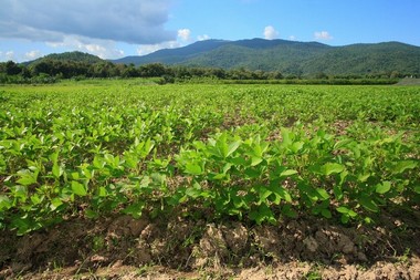 Reno Soil Conditioner | Organic Soil Conditioner | Soil Enhancer